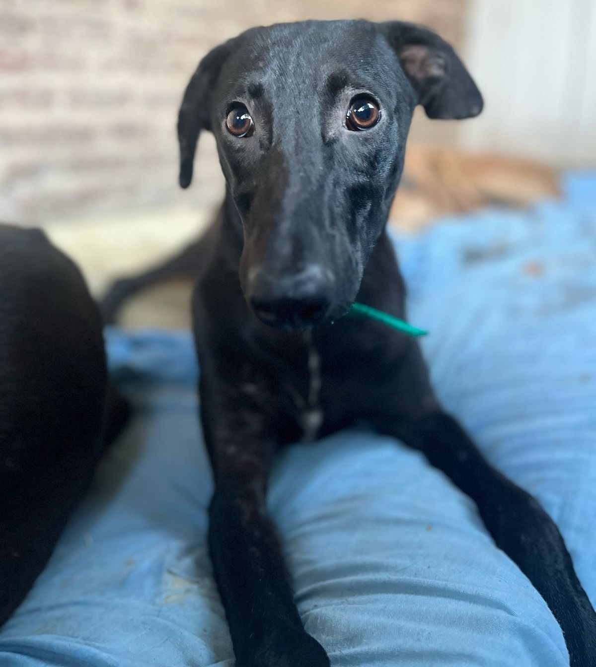 La fundación “Corazones con Patas” sufrió inmensas pérdidas por el ...