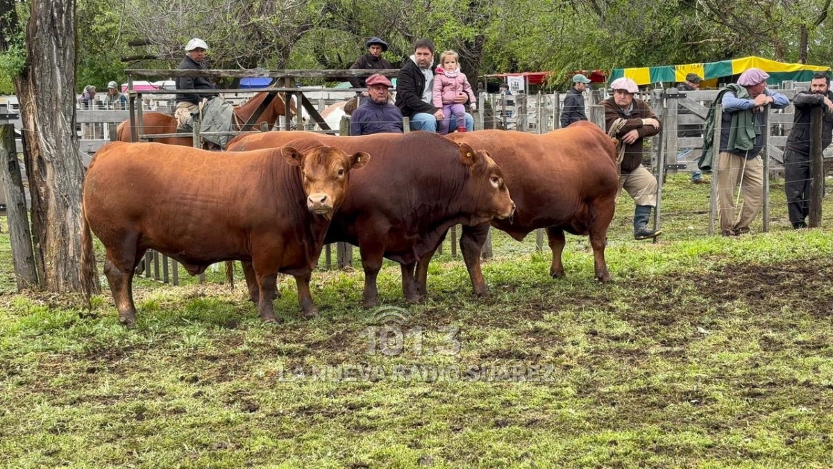 Lucas Lagrange jurado de Shorthorn y Limangus la "Calidad Excepcional"