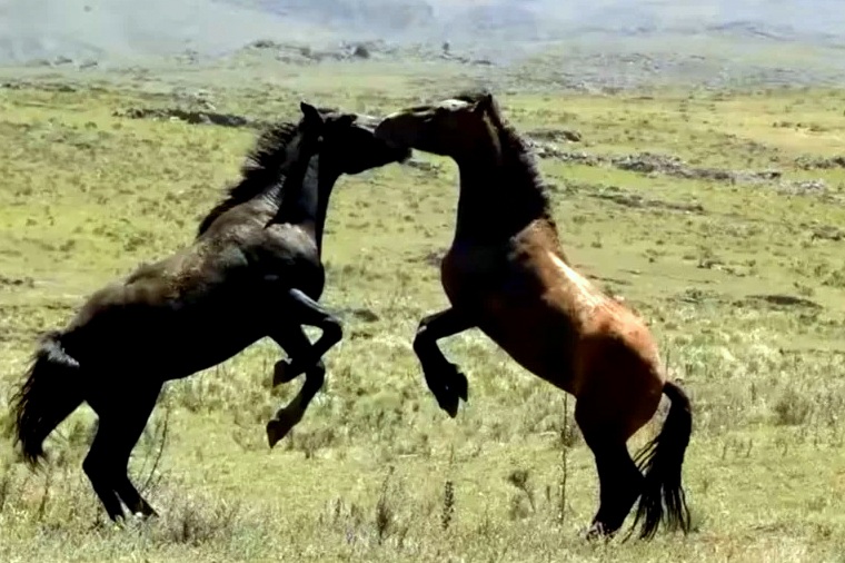 Caballos cimarrones en el Parque Tornquist, una especie exótica ...