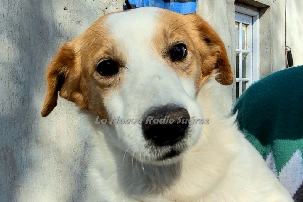Al final, el perro “Malvado”… ¡¡es un tierno!!
