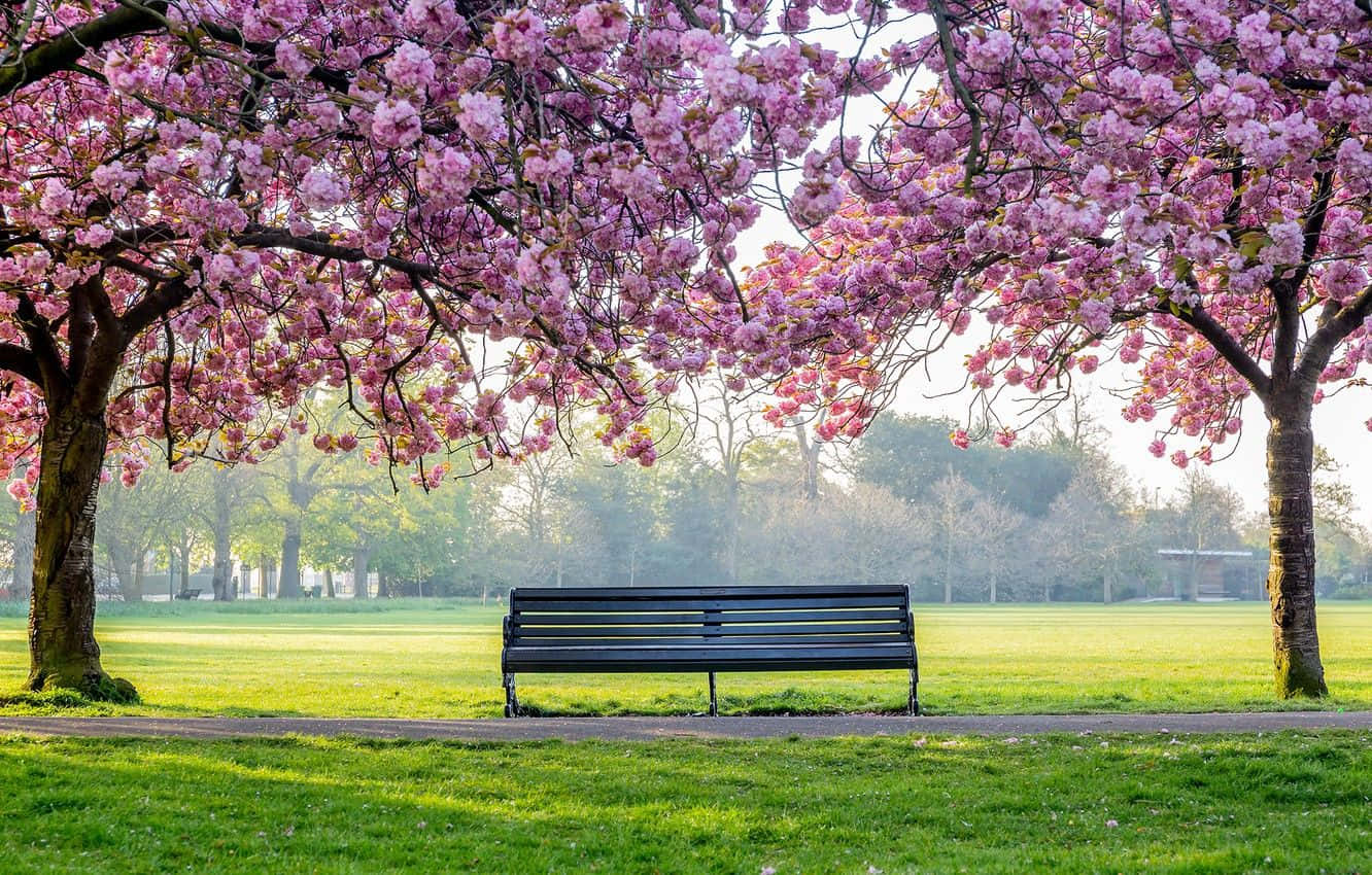 Cuando empieza la primavera 2025 en Argentina, según la ciencia ...